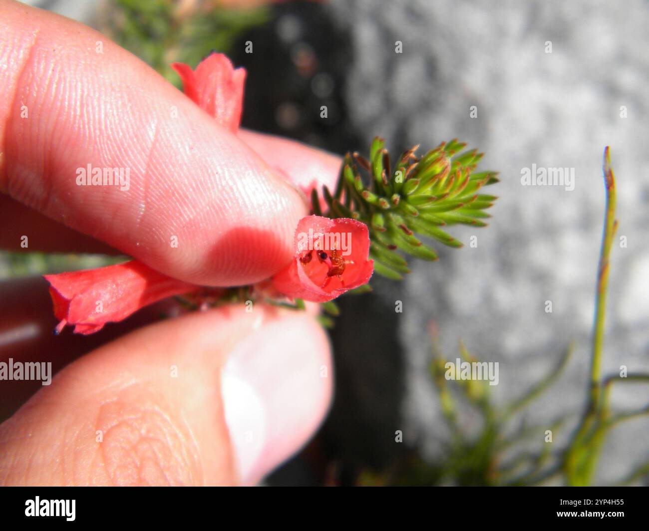 Peninsula Heath complex (Erica abietina Stock Photo - Alamy