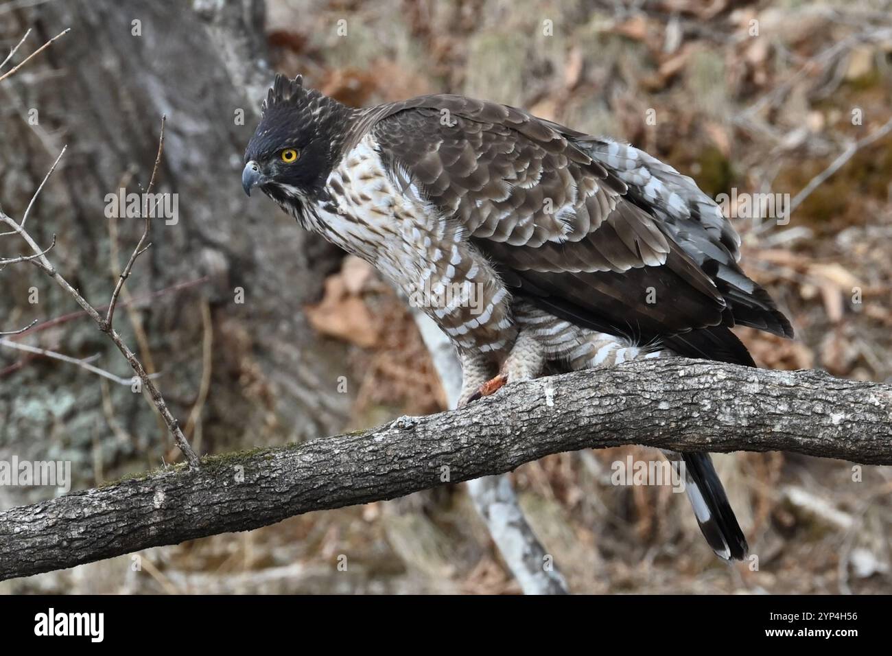 Mountain Hawk-Eagle (Nisaetus nipalensis Stock Photo - Alamy