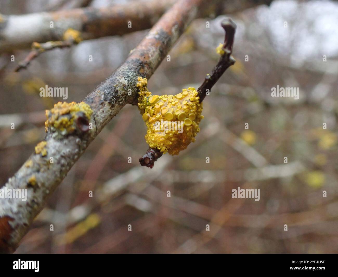 Pin-cushion Sunburst Lichen (Polycauliona polycarpa Stock Photo - Alamy
