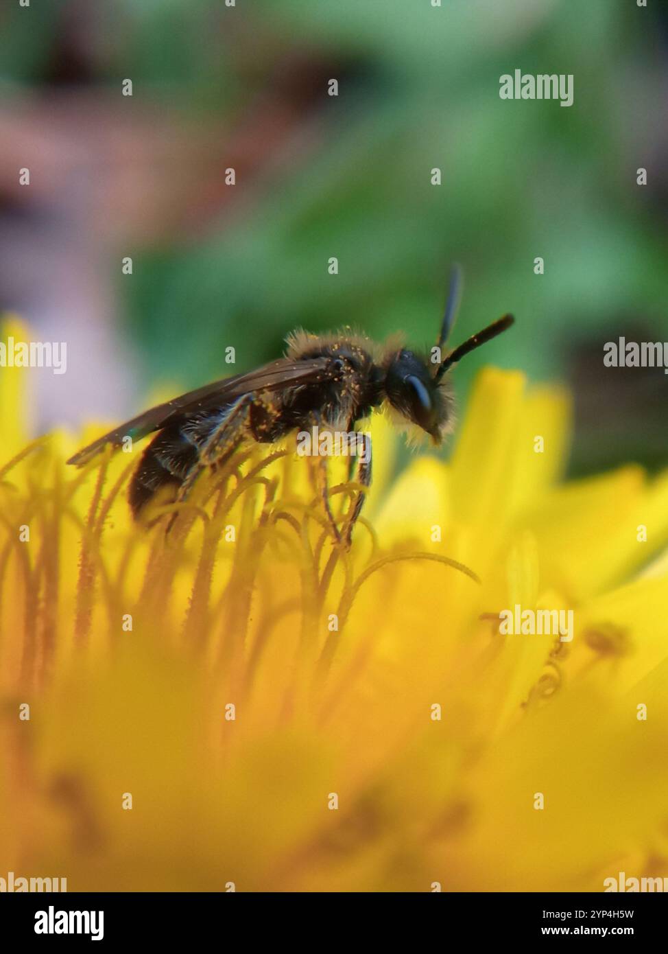 Mining Bees (Andrena Stock Photo - Alamy