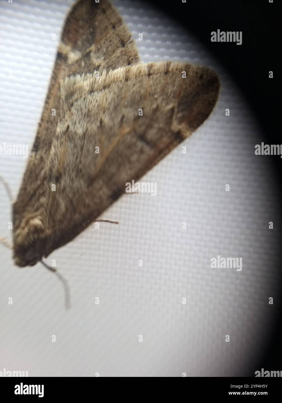 March Moth (Alsophila aescularia Stock Photo - Alamy