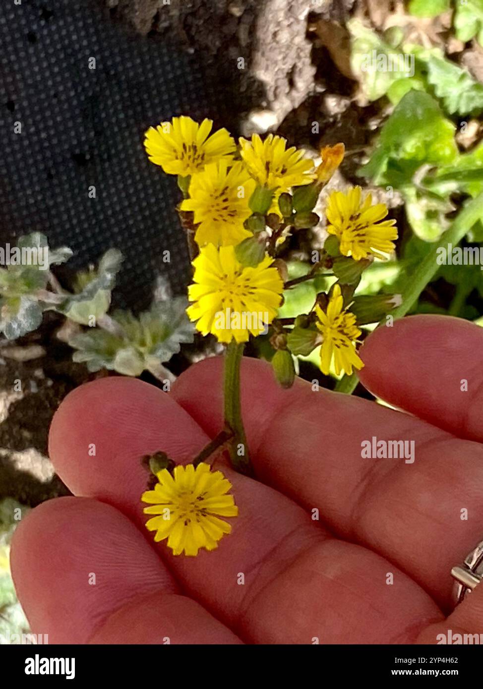 Oriental false hawksbeard (Youngia japonica Stock Photo - Alamy