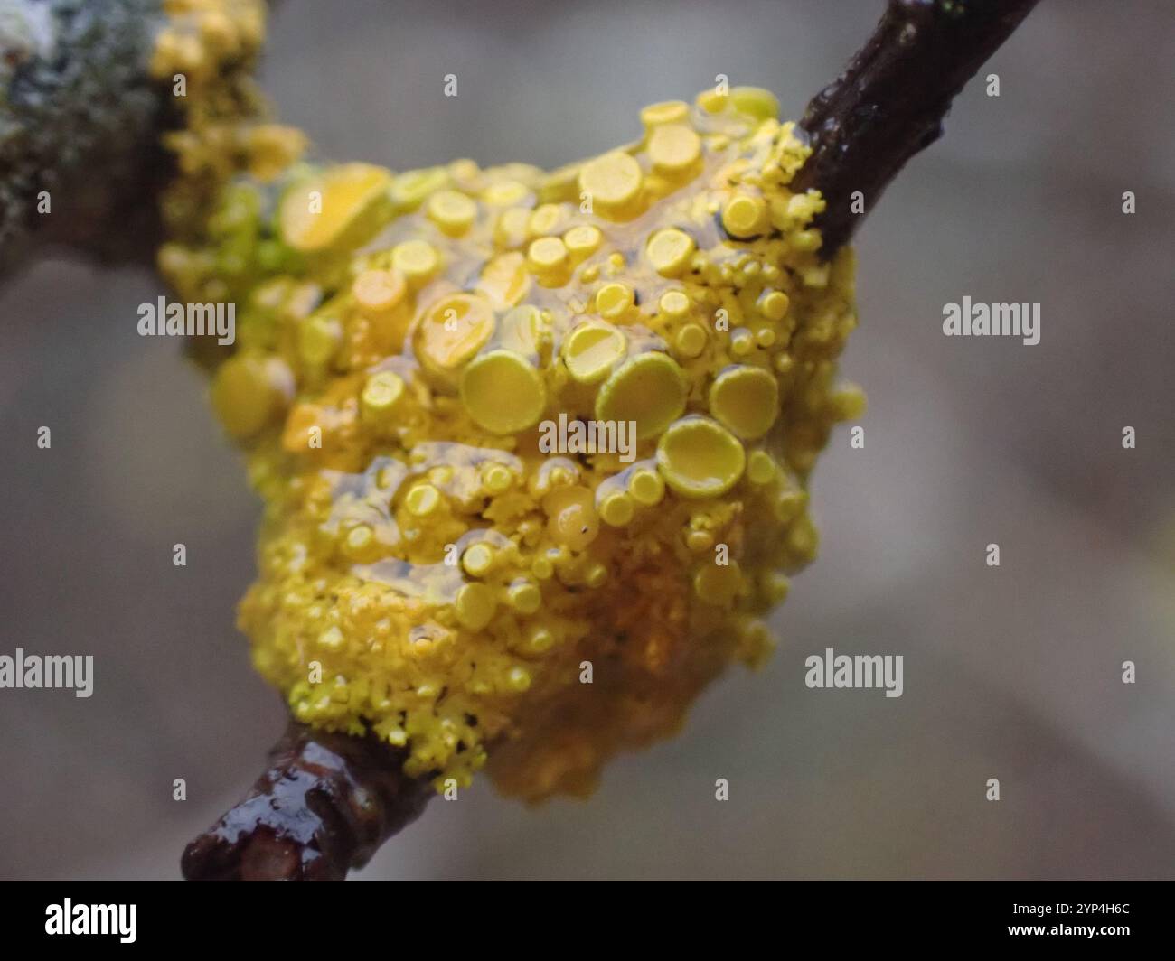 Pin-cushion Sunburst Lichen (Polycauliona polycarpa Stock Photo - Alamy