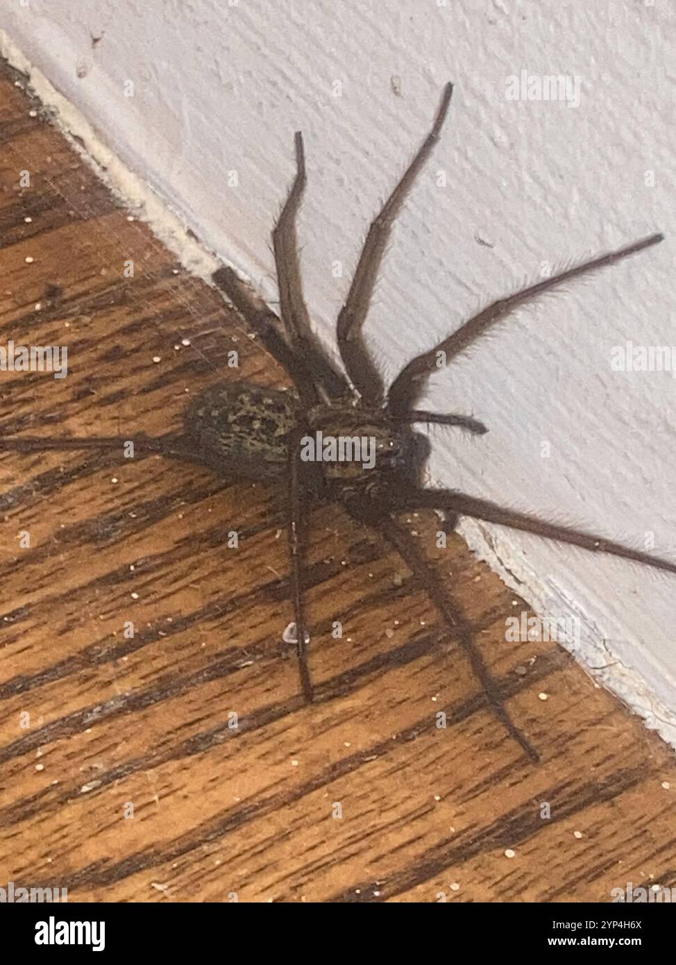 Giant House Spider (Eratigena duellica Stock Photo - Alamy