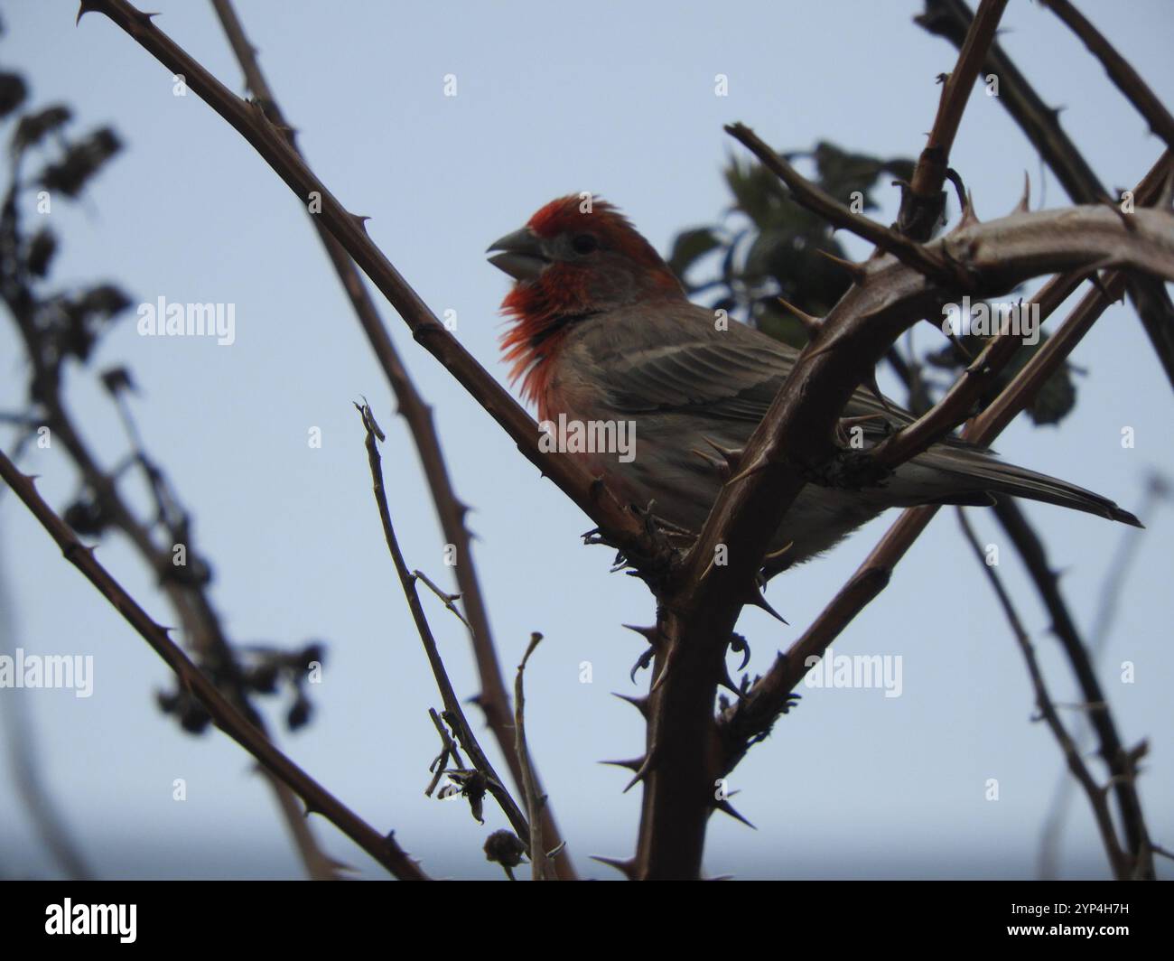 House Finch (Haemorhous mexicanus Stock Photo - Alamy