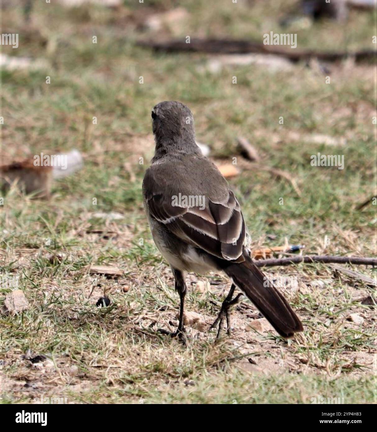 Common Cape Wagtail (Motacilla capensis capensis Stock Photo - Alamy