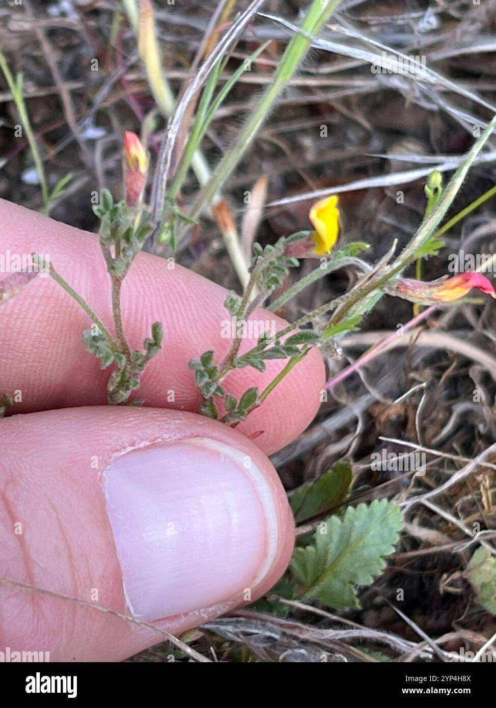 Strigose lotus hi-res stock photography and images - Alamy