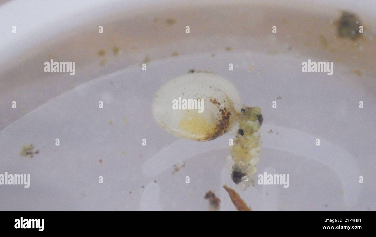 Pea clams hi-res stock photography and images - Alamy