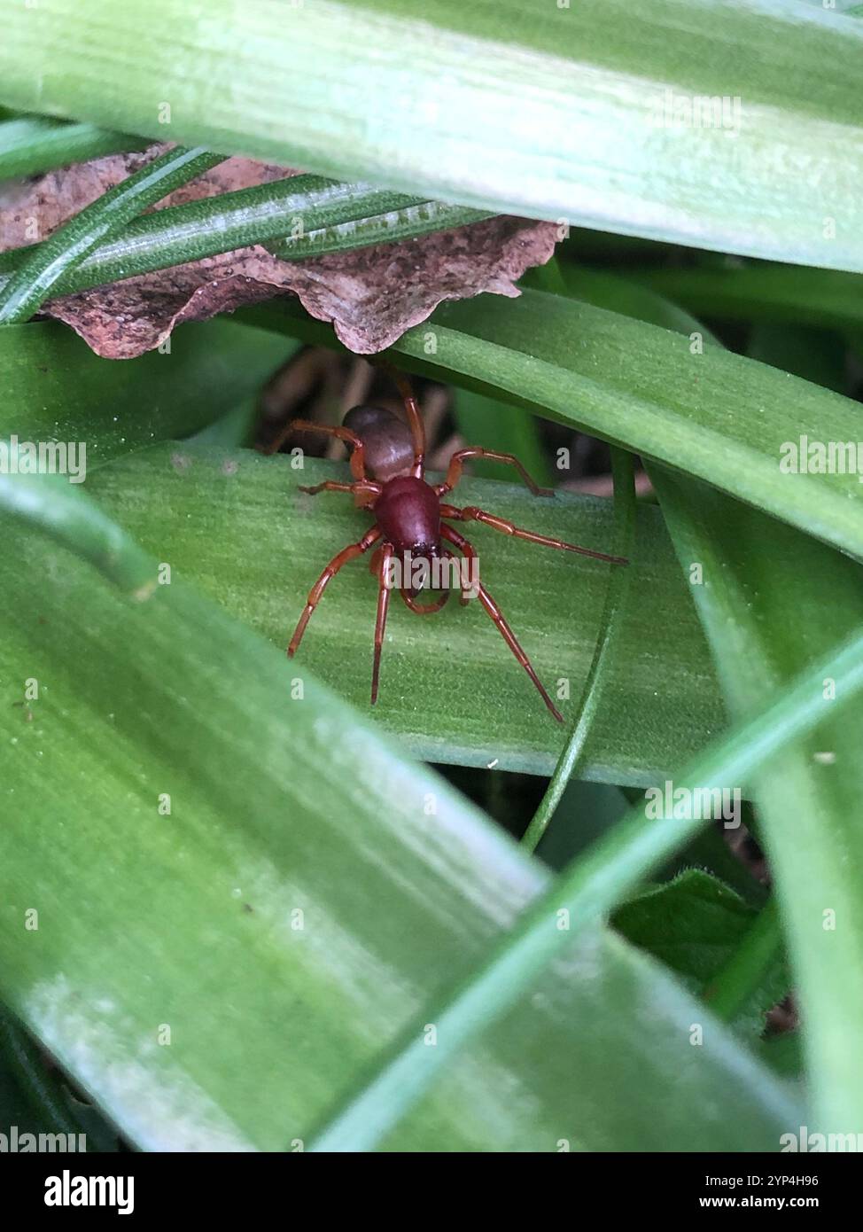 Woodlouse Spider (Dysdera crocata Stock Photo - Alamy