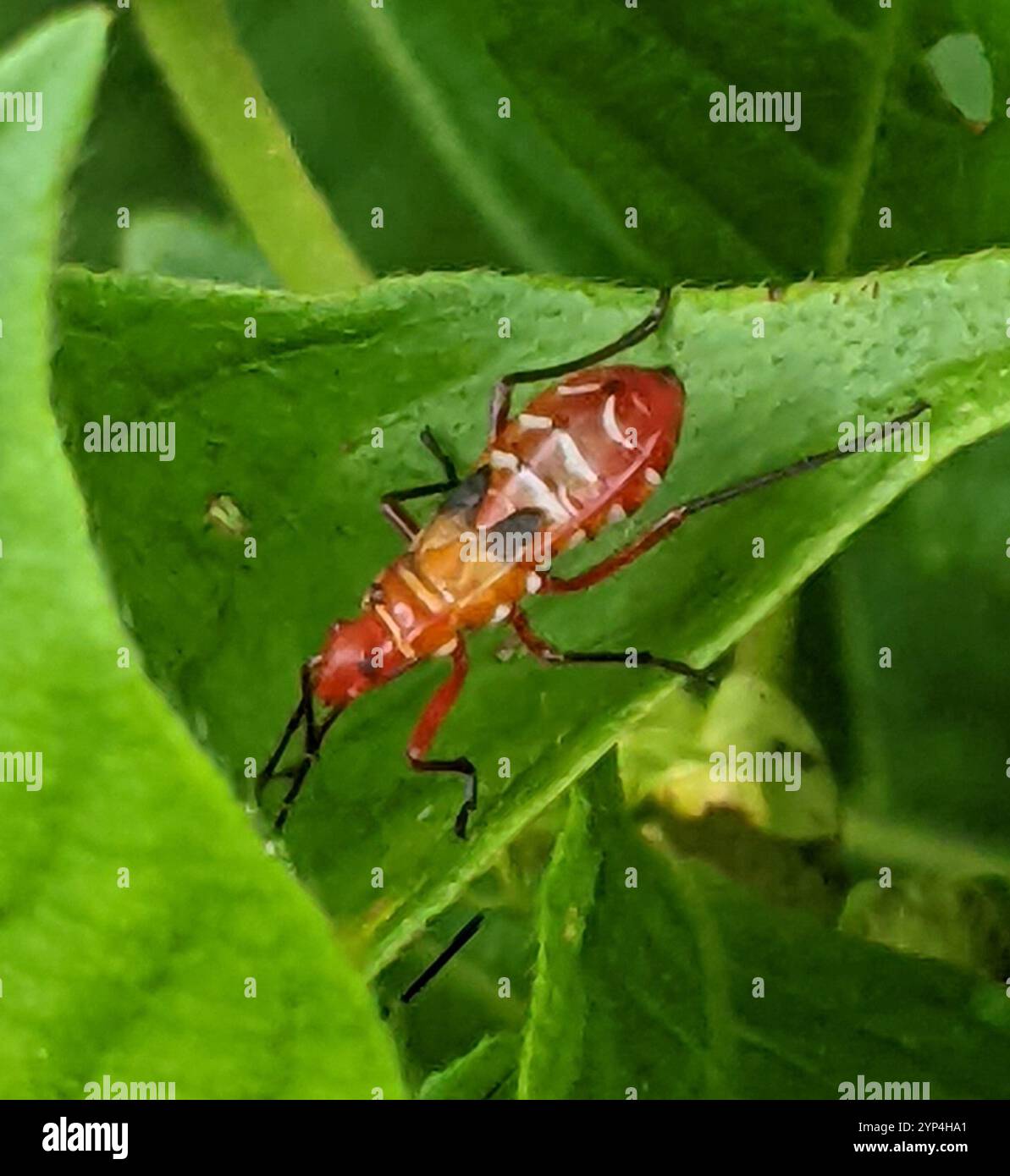 Cotton Stainer Bugs (Dysdercus Stock Photo - Alamy