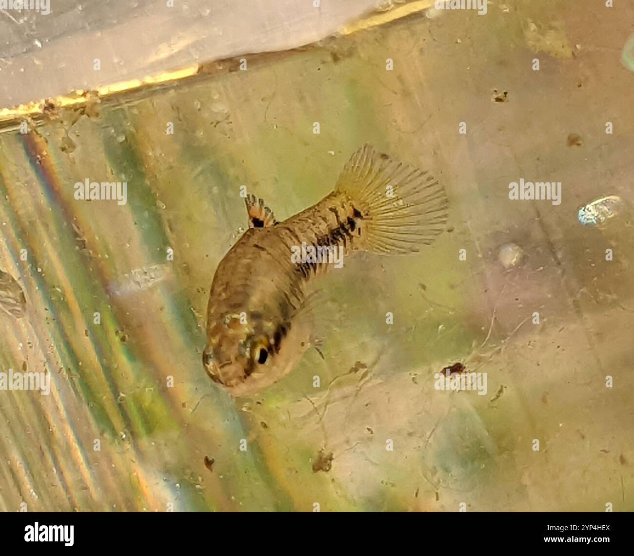 Least Killifish (Heterandria formosa Stock Photo - Alamy