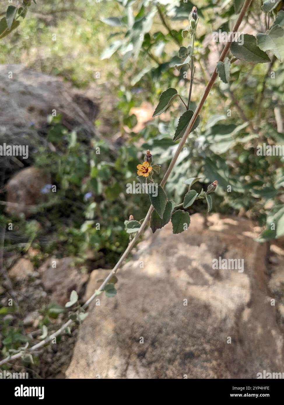 pelotazo (Abutilon incanum Stock Photo - Alamy