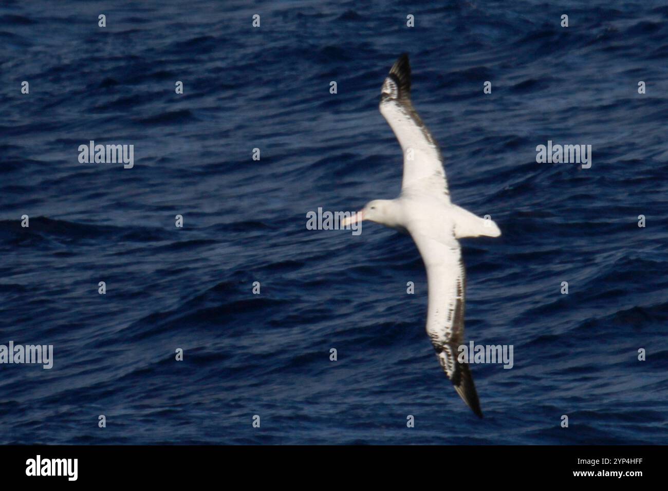 Snowy Albatross (Diomedea exulans Stock Photo - Alamy