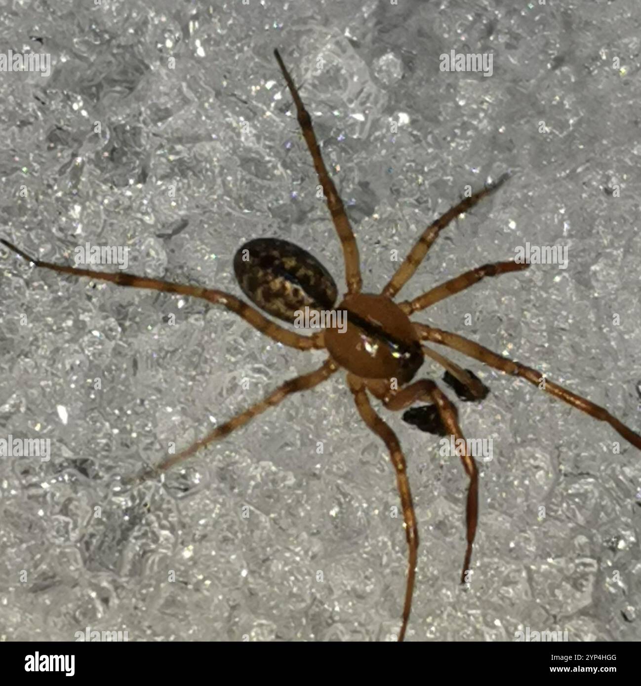 Horse-Head Spider (Stemonyphantes lineatus Stock Photo - Alamy