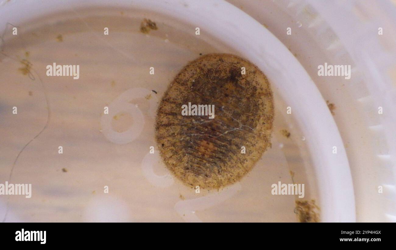 Herrick's Water Penny Beetle (Psephenus herricki Stock Photo - Alamy