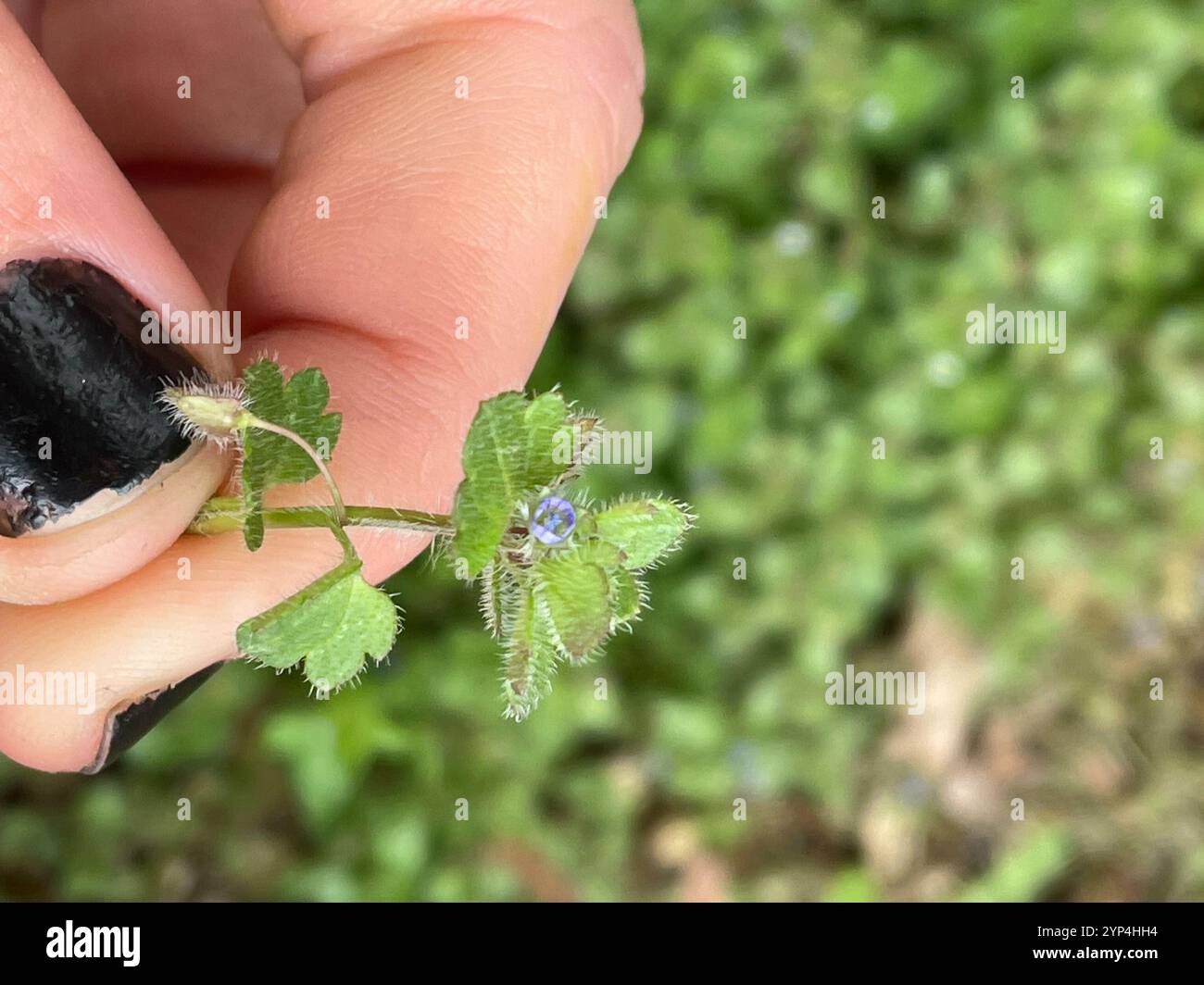 Ivy-leaved Speedwell (Veronica hederifolia Stock Photo - Alamy