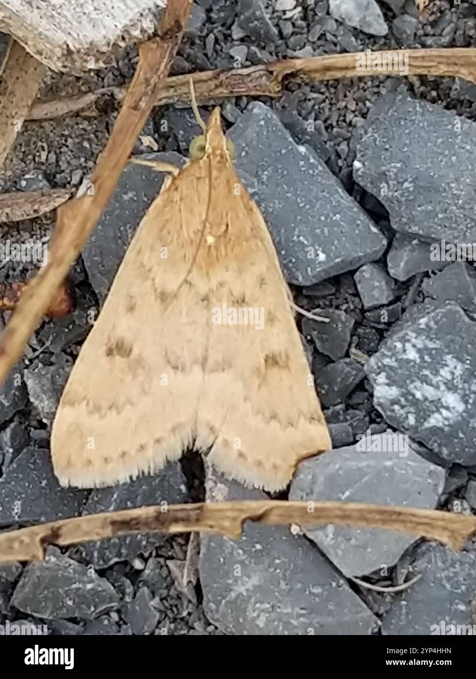 Garden Webworm Moth (Achyra rantalis Stock Photo - Alamy