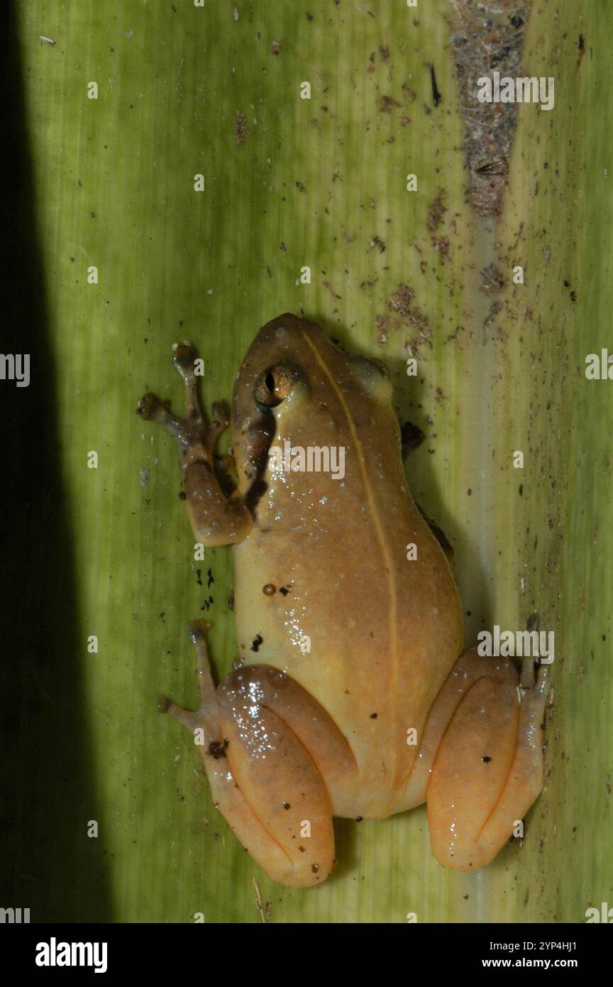 Ambatoharanana Whistling Frog (Platypelis tuberifera Stock Photo - Alamy