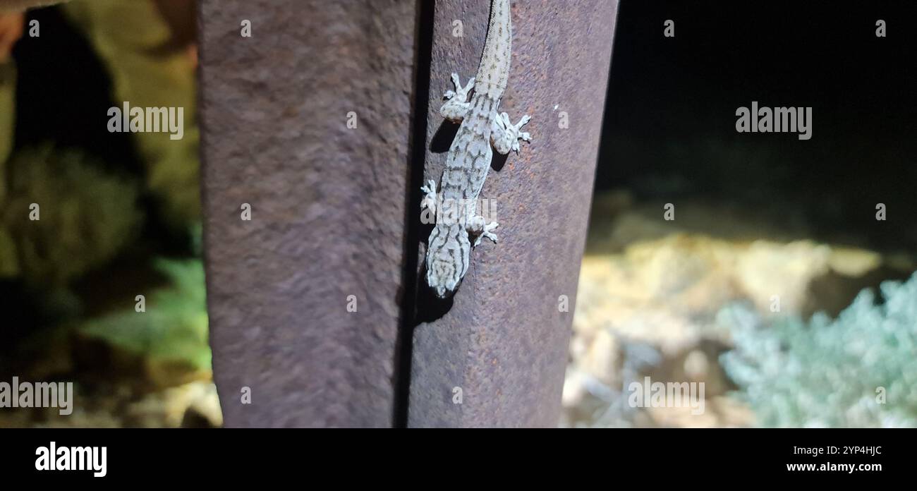 Gehyra versicolor hi-res stock photography and images - Alamy