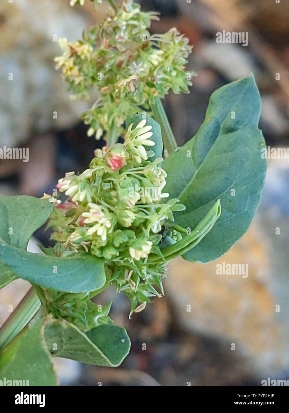 Devil's Thorn (Rumex spinosus Stock Photo - Alamy
