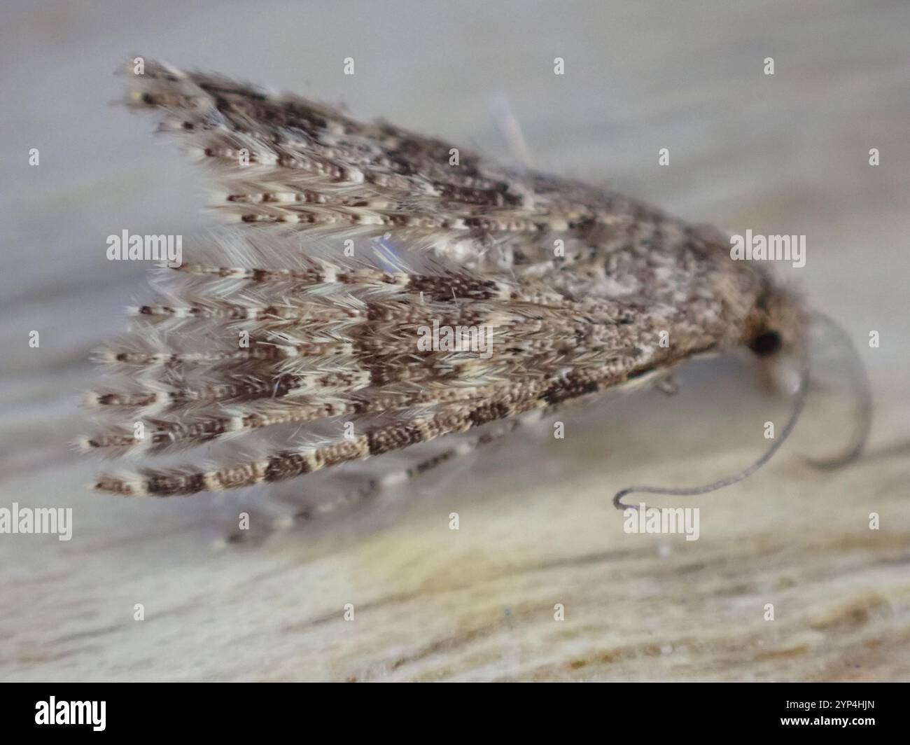 Twenty plume moth twenty plume moth hi-res stock photography and images ...