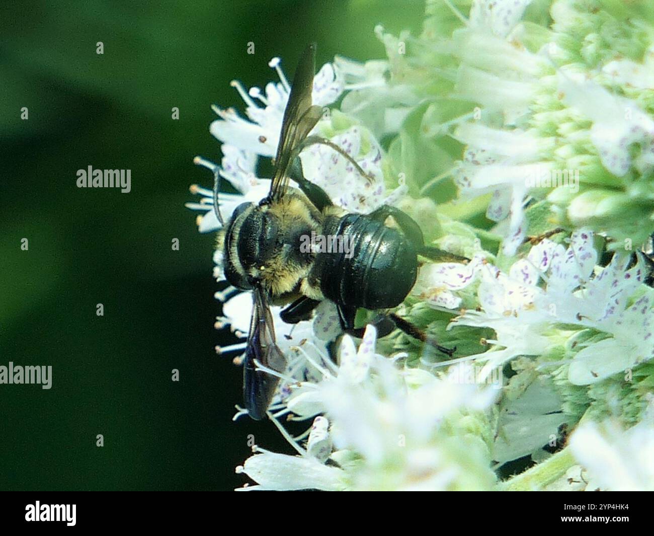 Carpenter-mimic Leafcutter Bee (Megachile xylocopoides Stock Photo - Alamy