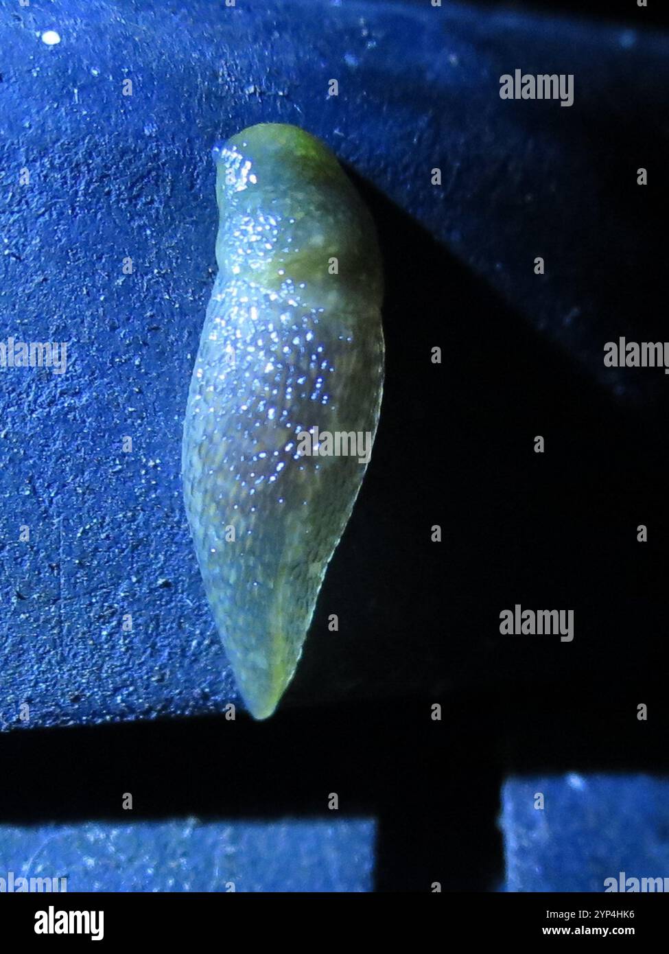 Yellow Cellar Slug (Limacus flavus Stock Photo - Alamy