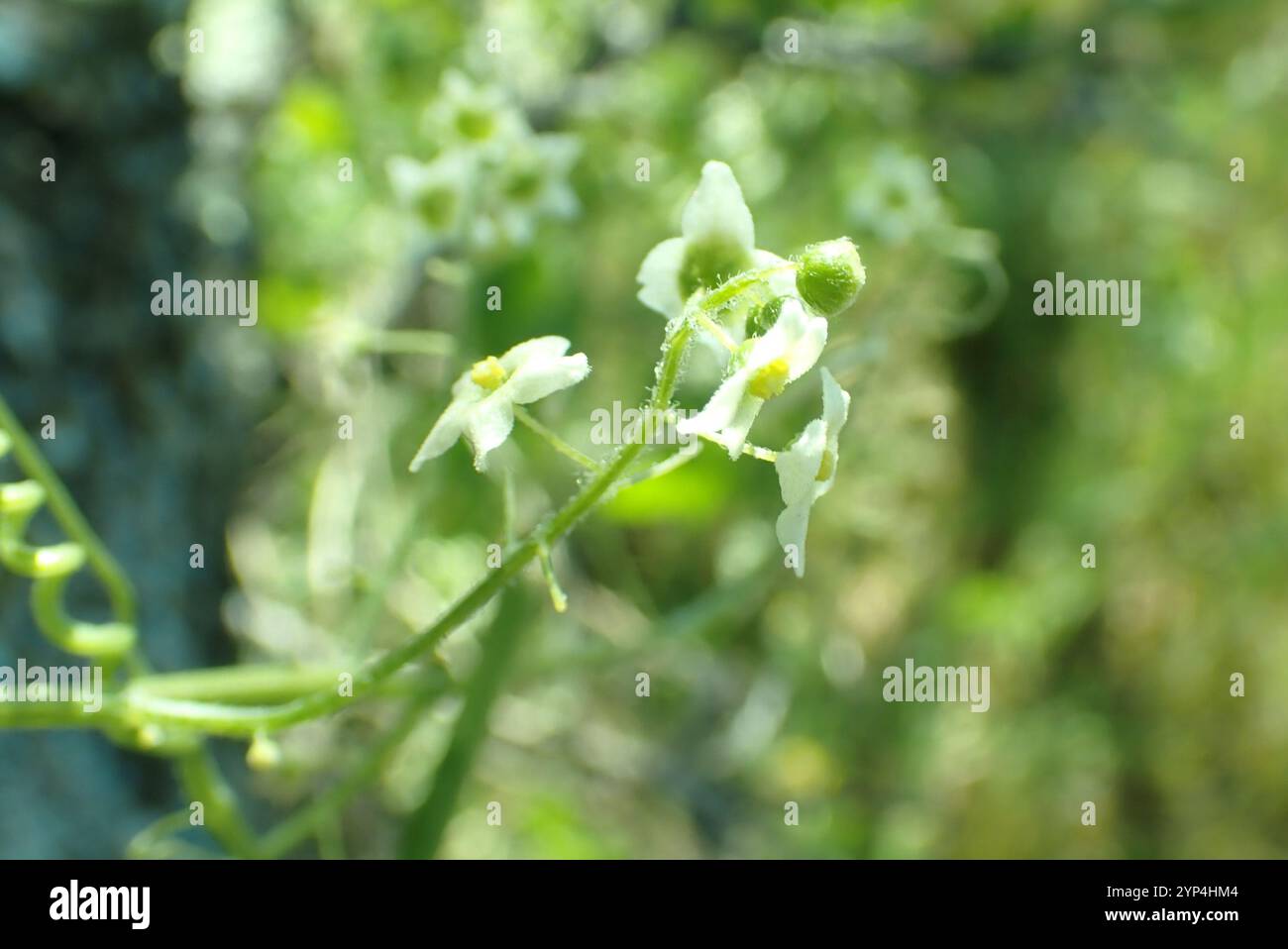 California manroot (Marah fabacea Stock Photo - Alamy
