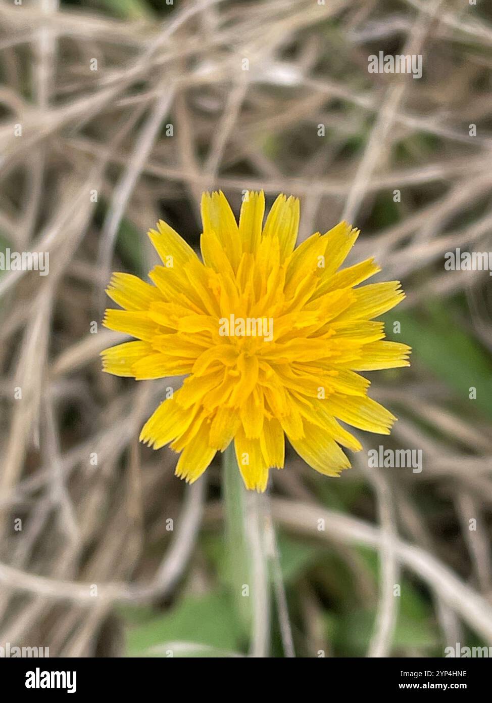 Virginia dwarfdandelion (Krigia virginica Stock Photo - Alamy