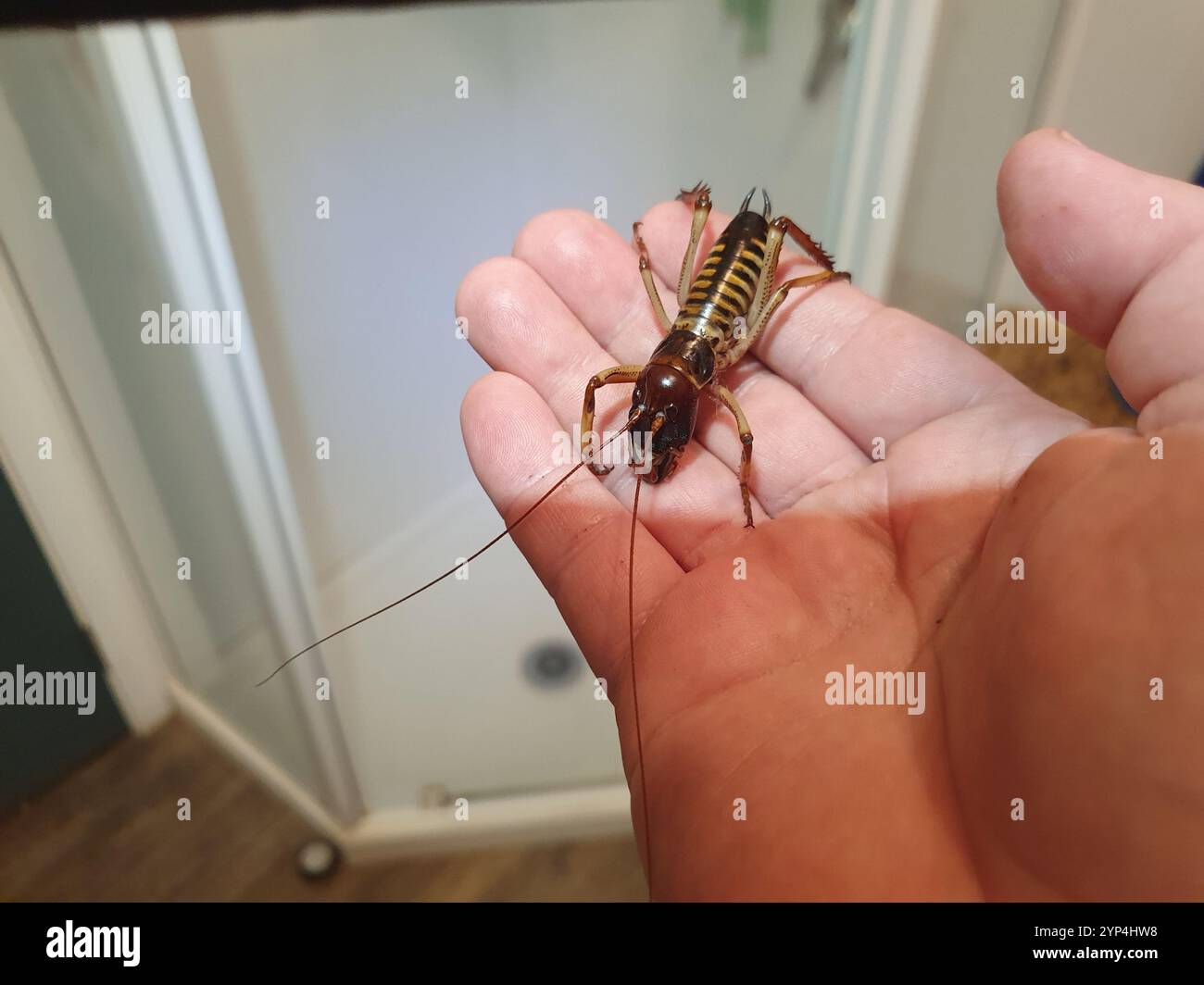 Wellington Tree Wētā (Hemideina crassidens Stock Photo - Alamy