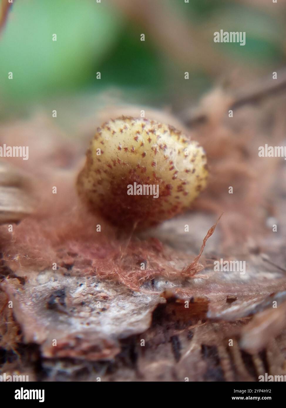 Common Spangle Gall Wasp (Neuroterus quercusbaccarum Stock Photo - Alamy