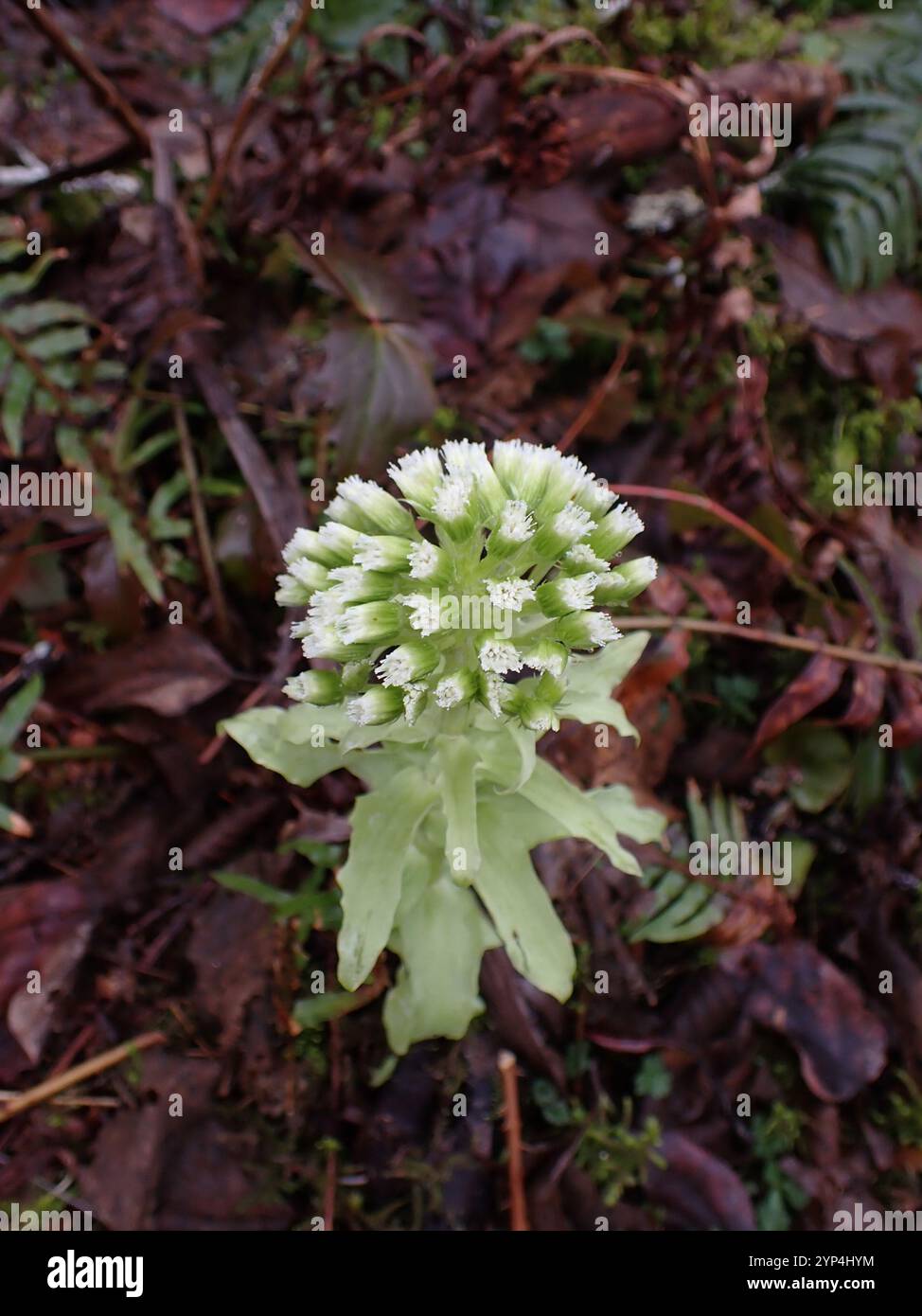 Giant Butterbur (Petasites japonicus Stock Photo - Alamy