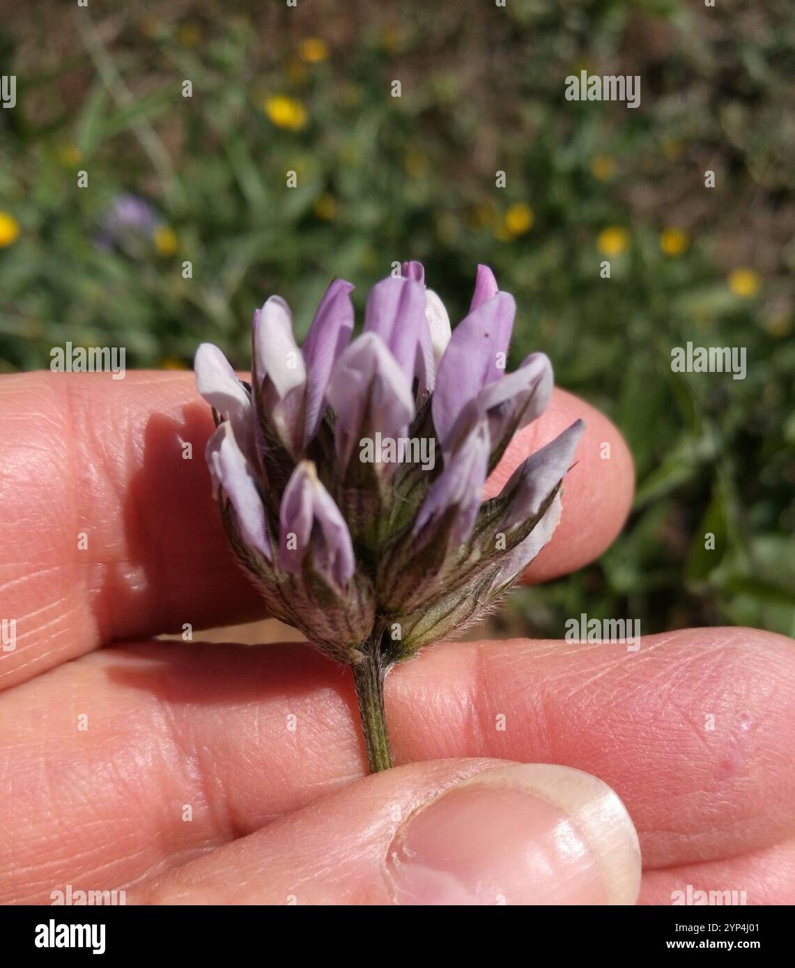 arabian pea (Bituminaria bituminosa Stock Photo - Alamy