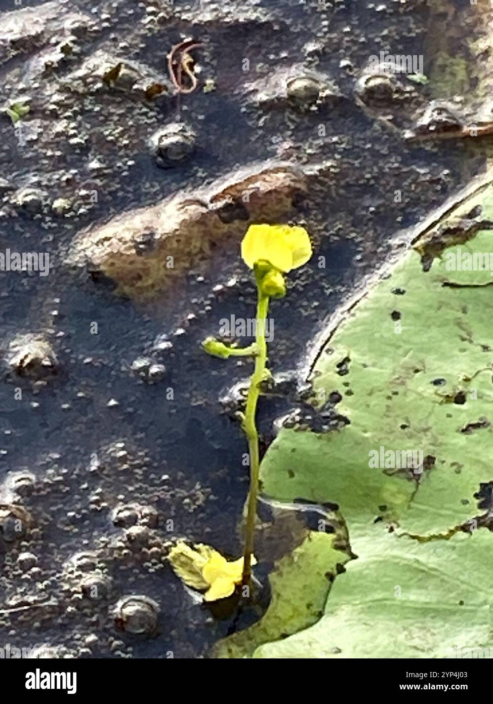 Golden Bladderwort (Utricularia aurea Stock Photo - Alamy