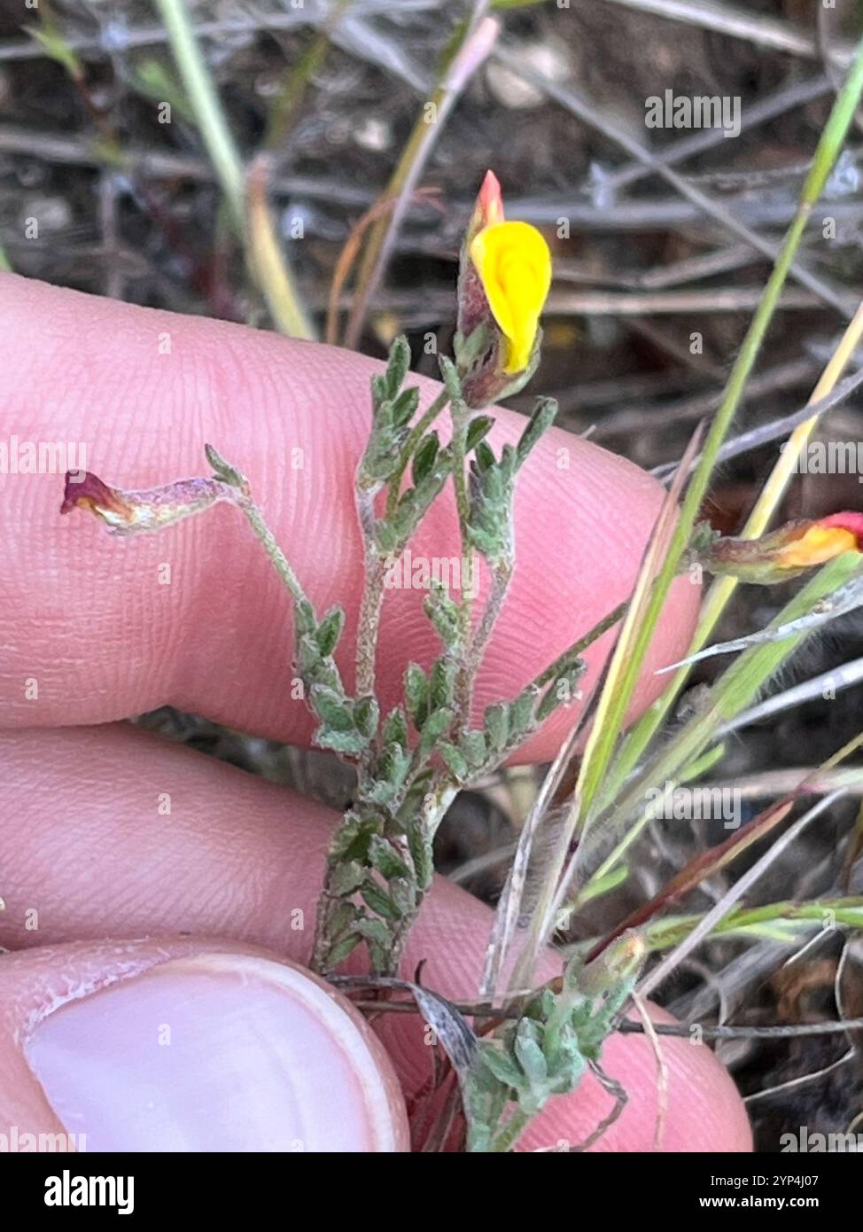 Strigose lotus hi-res stock photography and images - Alamy