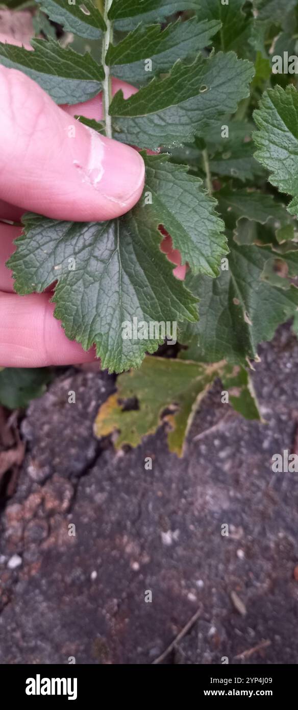 Mediterranean Radish (Raphanus raphanistrum landra Stock Photo - Alamy