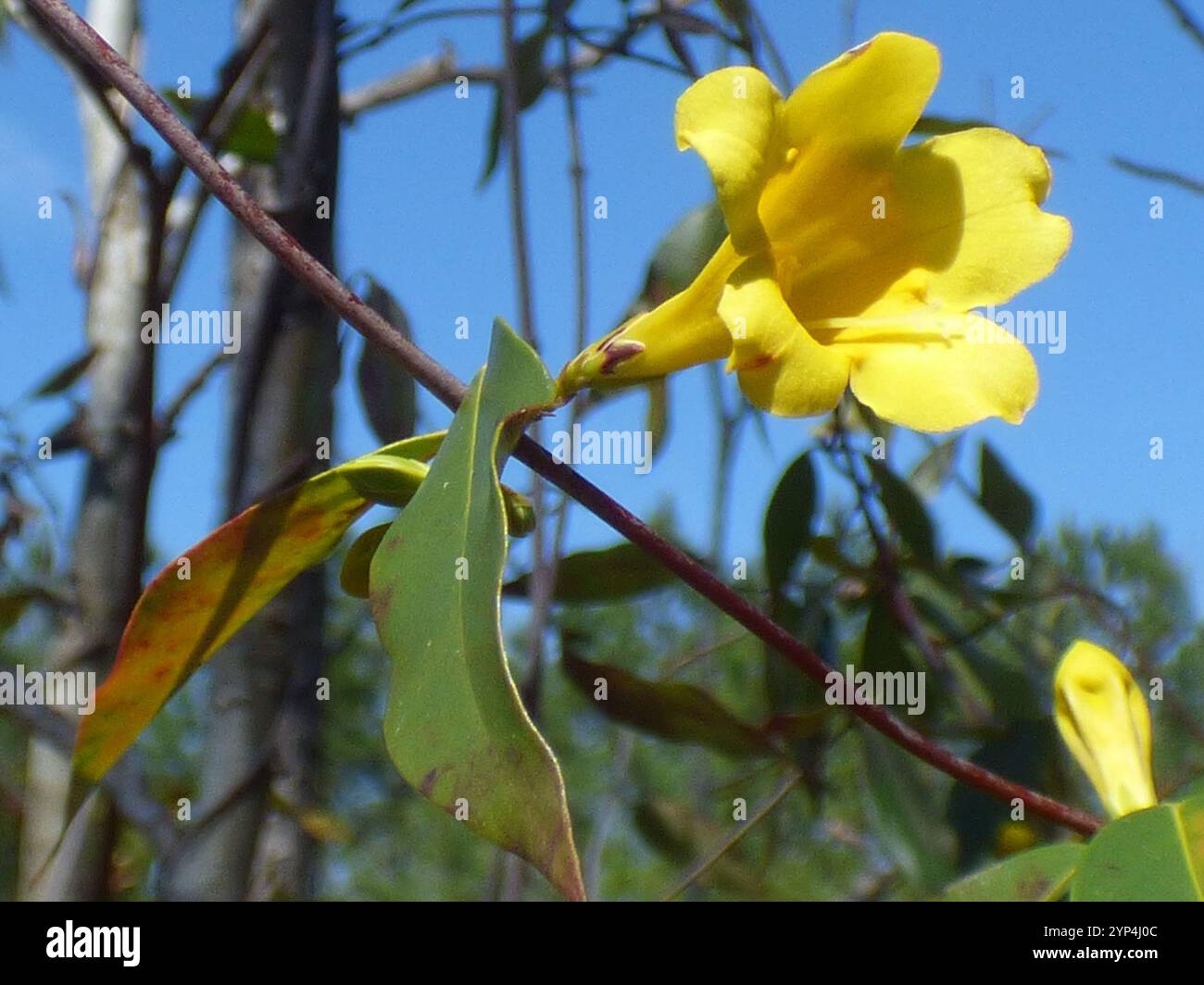 yellow jessamine (Gelsemium sempervirens Stock Photo - Alamy