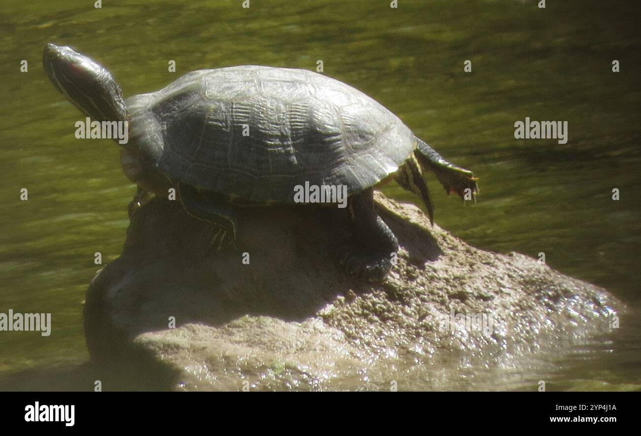 Pond Slider (Trachemys scripta Stock Photo - Alamy