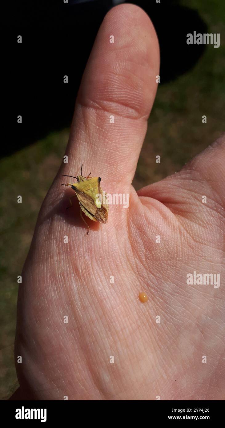 northern fruit bug (Carpocoris fuscispinus Stock Photo - Alamy