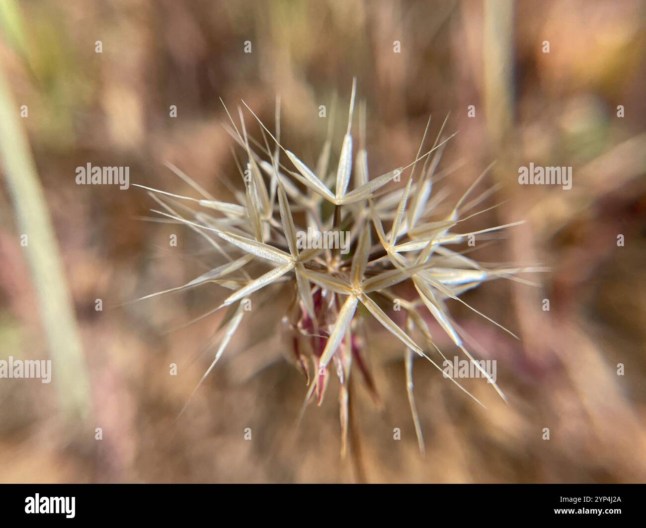 silverpuffs (Uropappus lindleyi Stock Photo - Alamy