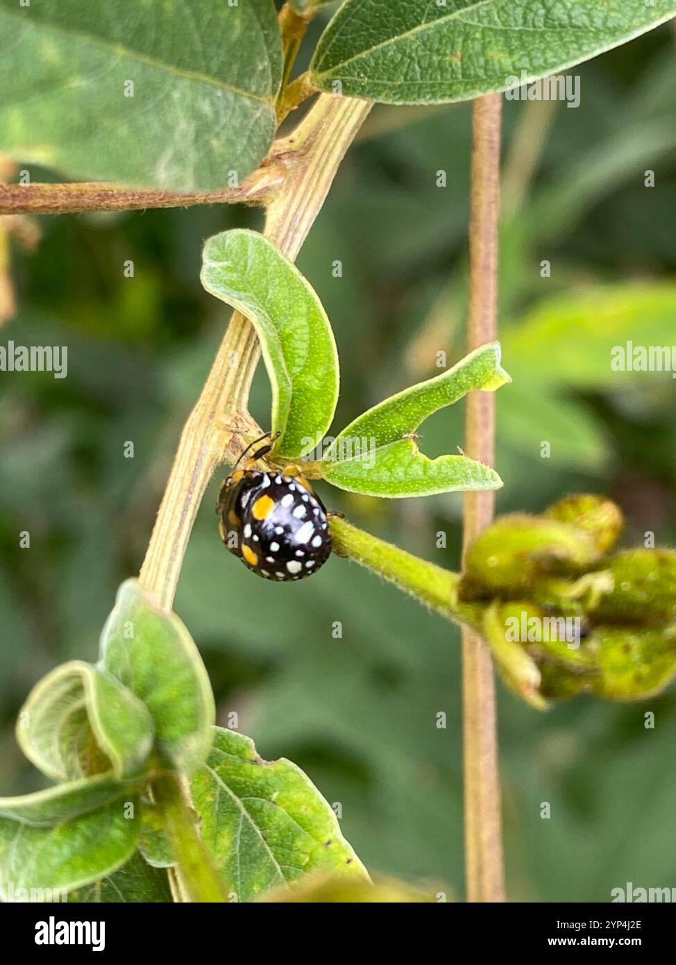 Stink Bugs, Shield Bugs, and Allies (Pentatomoidea Stock Photo - Alamy