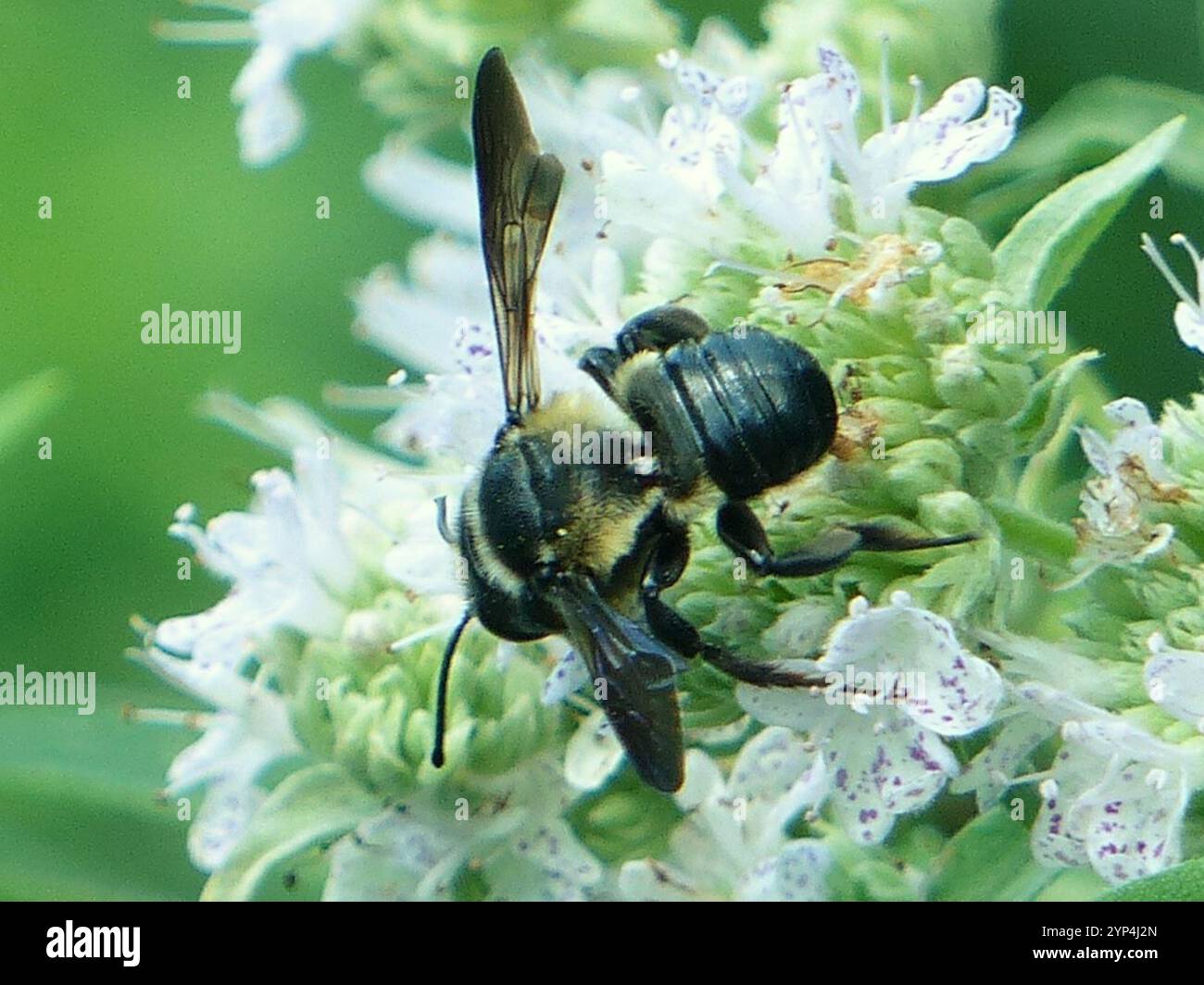 Carpenter-mimic Leafcutter Bee (Megachile xylocopoides Stock Photo - Alamy