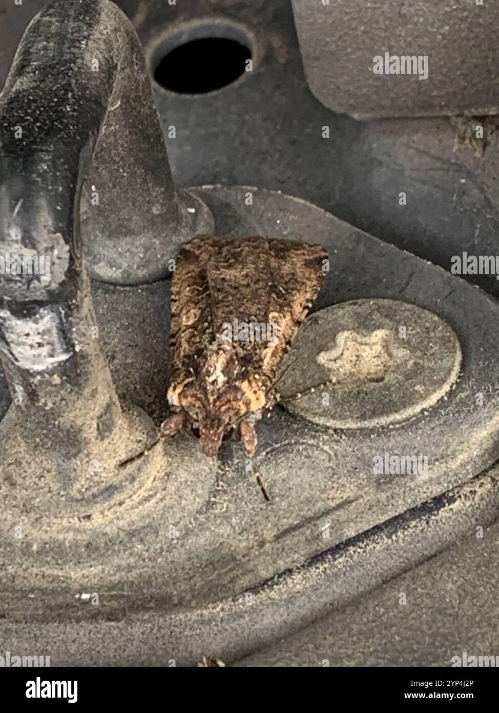 Variegated Cutworm Moth (Peridroma saucia Stock Photo - Alamy