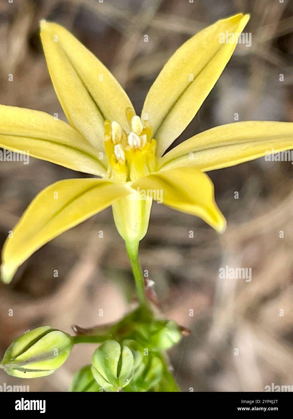 golden brodiaea (Triteleia ixioides ixioides Stock Photo - Alamy