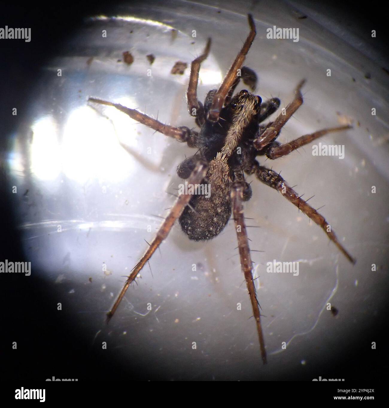 Thin-legged Wolf Spiders (Pardosa Stock Photo - Alamy