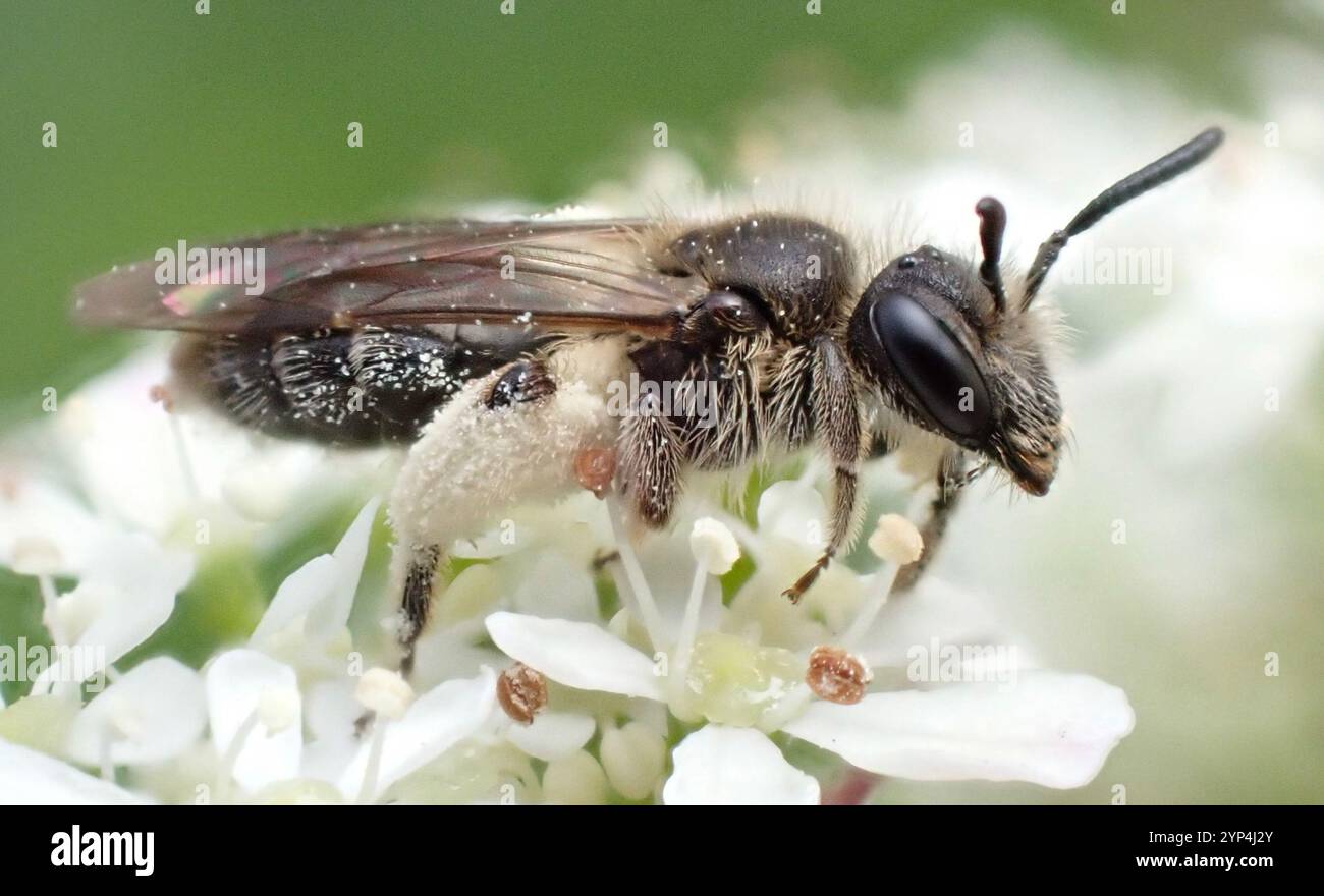 Mining Bees (Andrena Stock Photo - Alamy