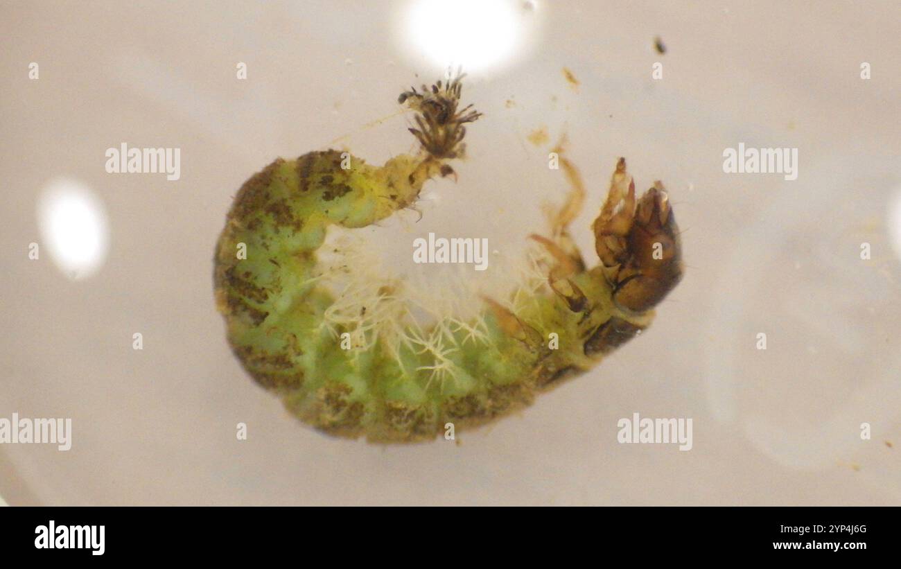 Net-spinning Caddisflies (Hydropsychidae Stock Photo - Alamy