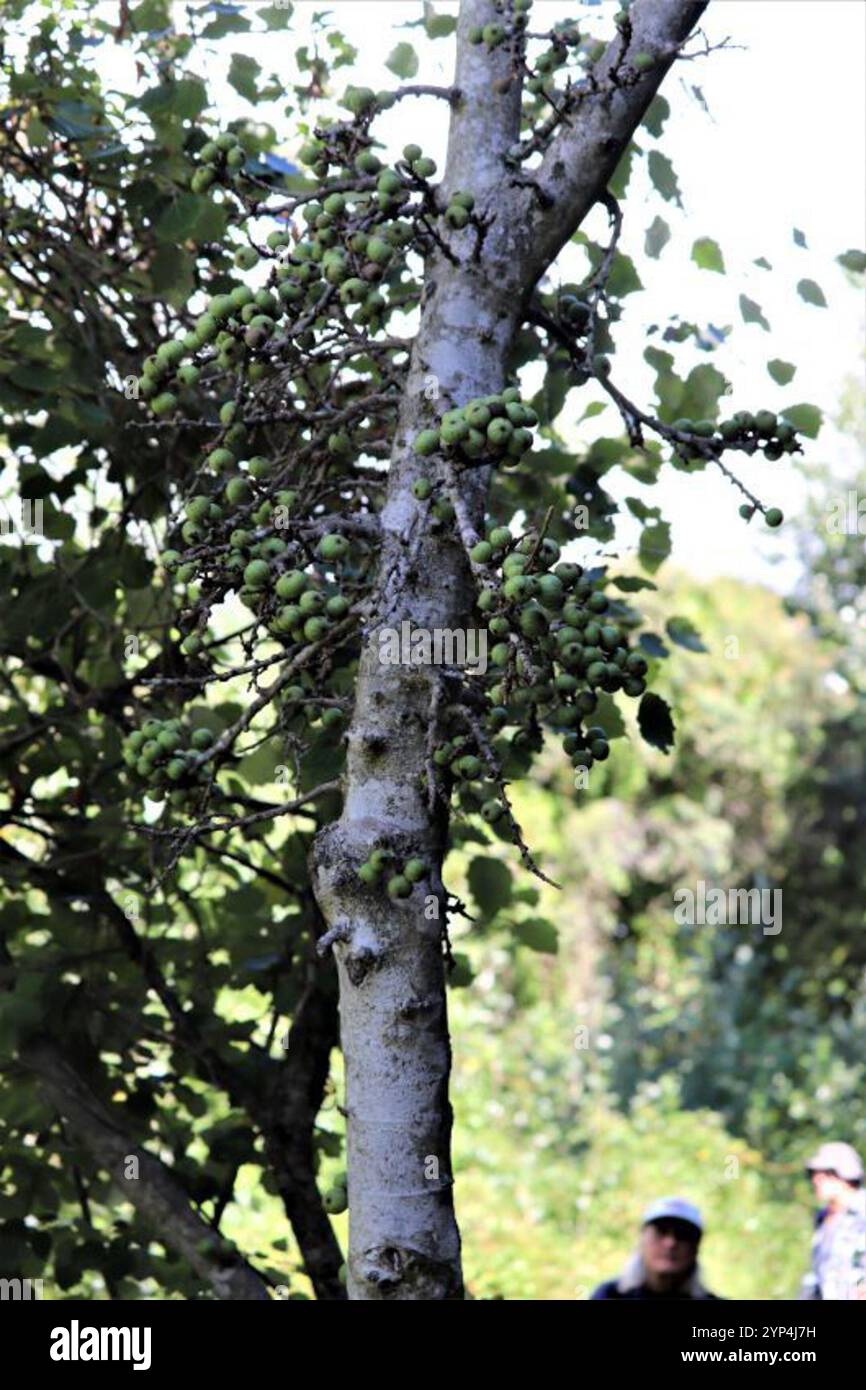 Cape Fig (Ficus sur Stock Photo - Alamy