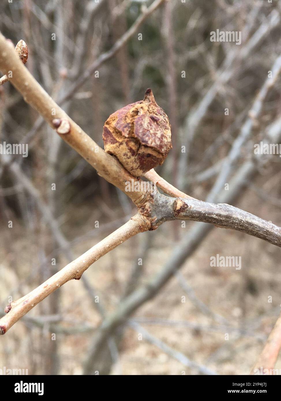 Oak Rough Bulletgall Wasp (Disholcaspis quercusmamma Stock Photo - Alamy