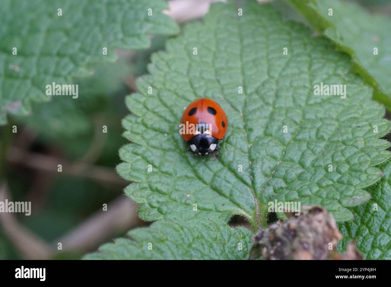 Seven-spotted Lady Beetle (Coccinella septempunctata Stock Photo - Alamy